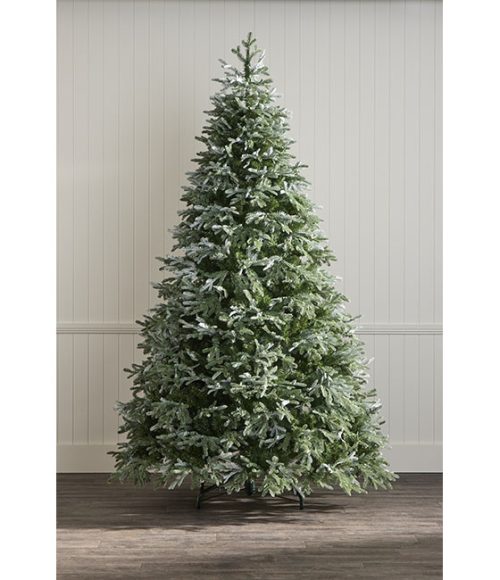 Blue Spruce Christmas Tree - The Blue Spruce - The Christmas Tree Company